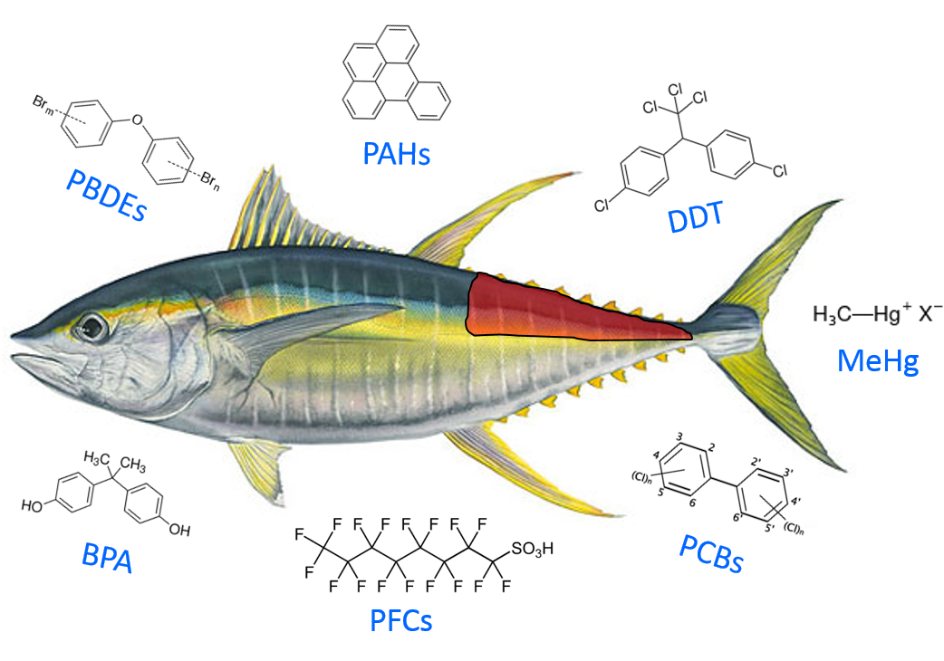 Research Interests | Nicklisch Lab